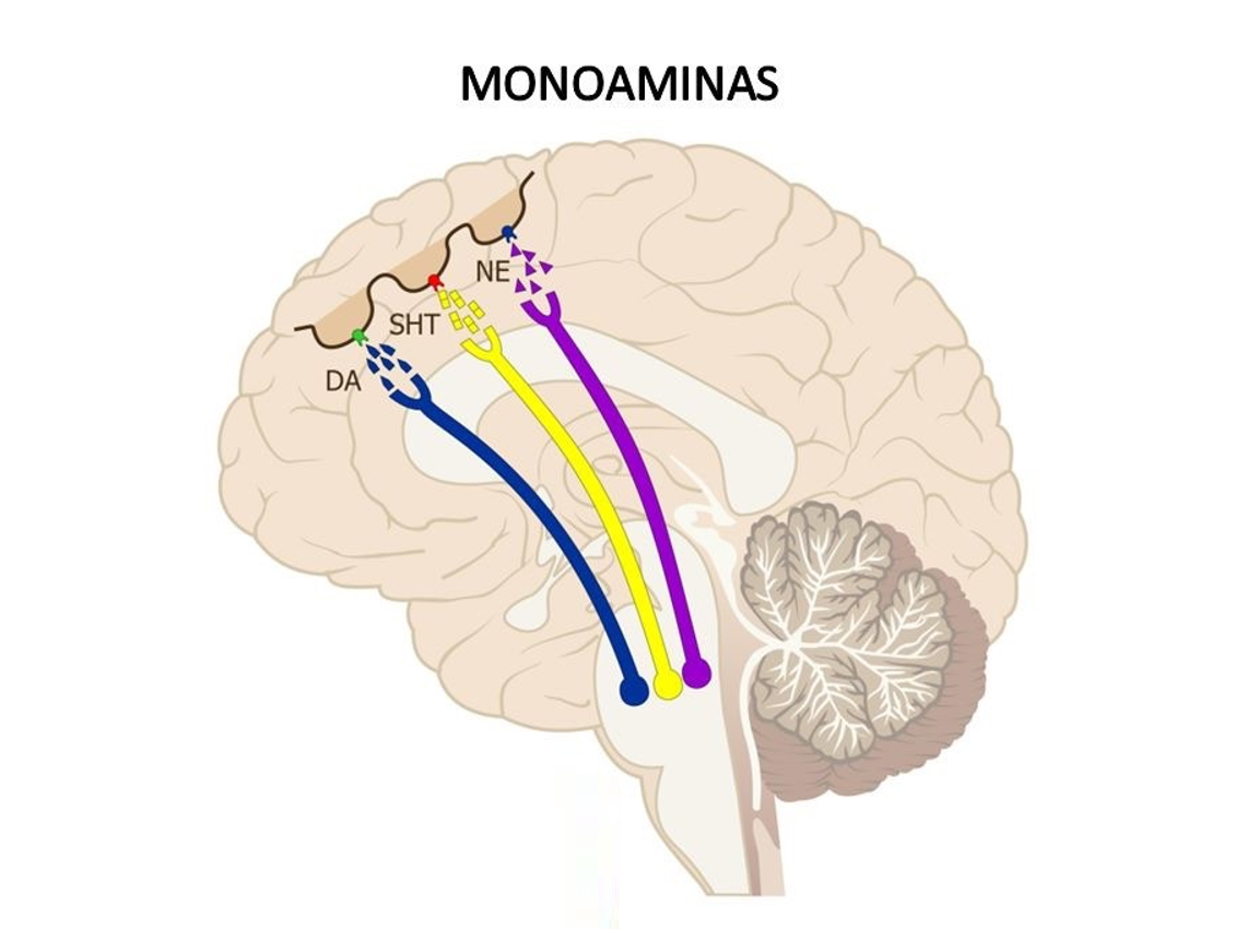 Sabes Qué Son Las Monoaminas Gamma Knife